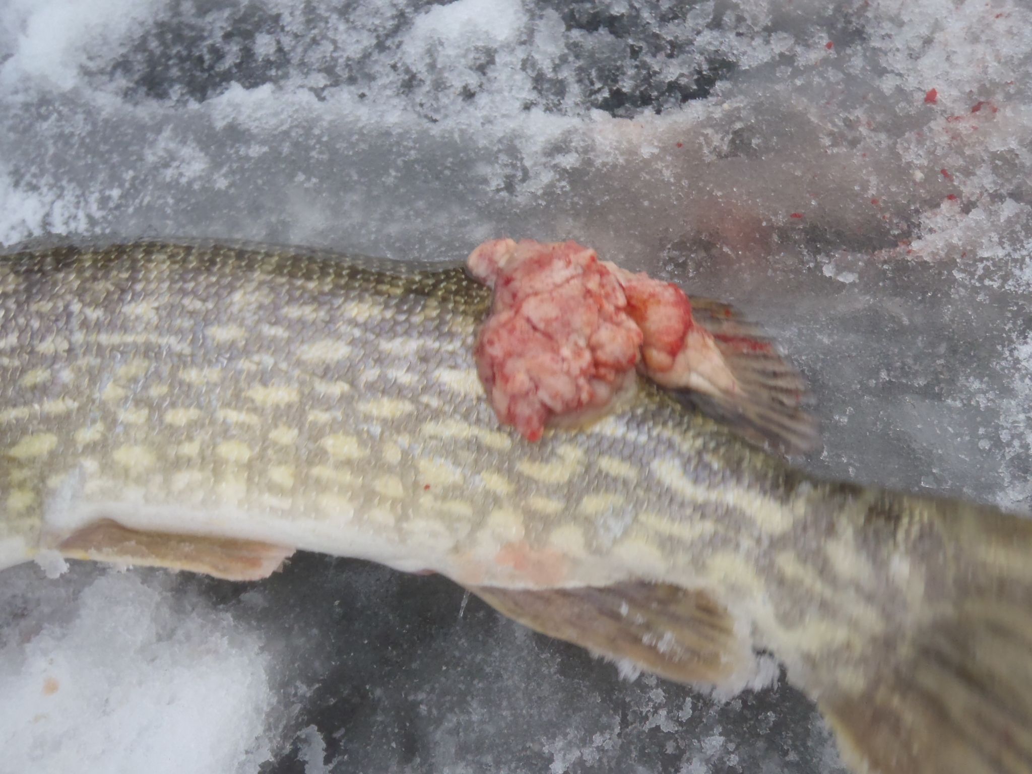 Oklart samband mellan catch-and-release och tumörer - Ålands Radio & TV